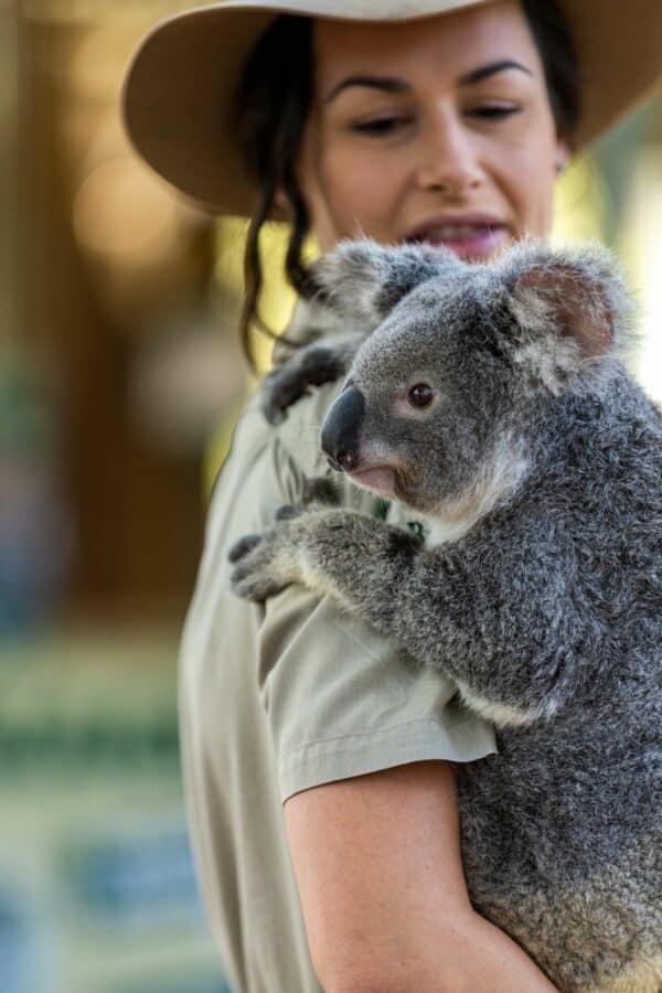Discover the Fascinating World of Australia's Perentie