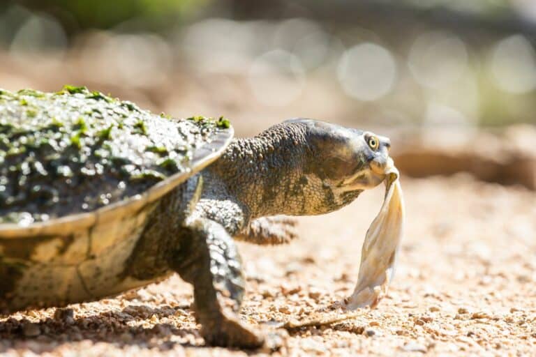 Discover the Astonishing Wildlife at Billabong Sanctuary - Photo Gallery