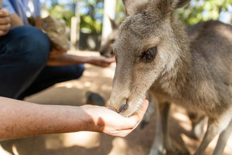 Learn Fascinating Facts about the Red Kangaroo at Billabong Sanctuary