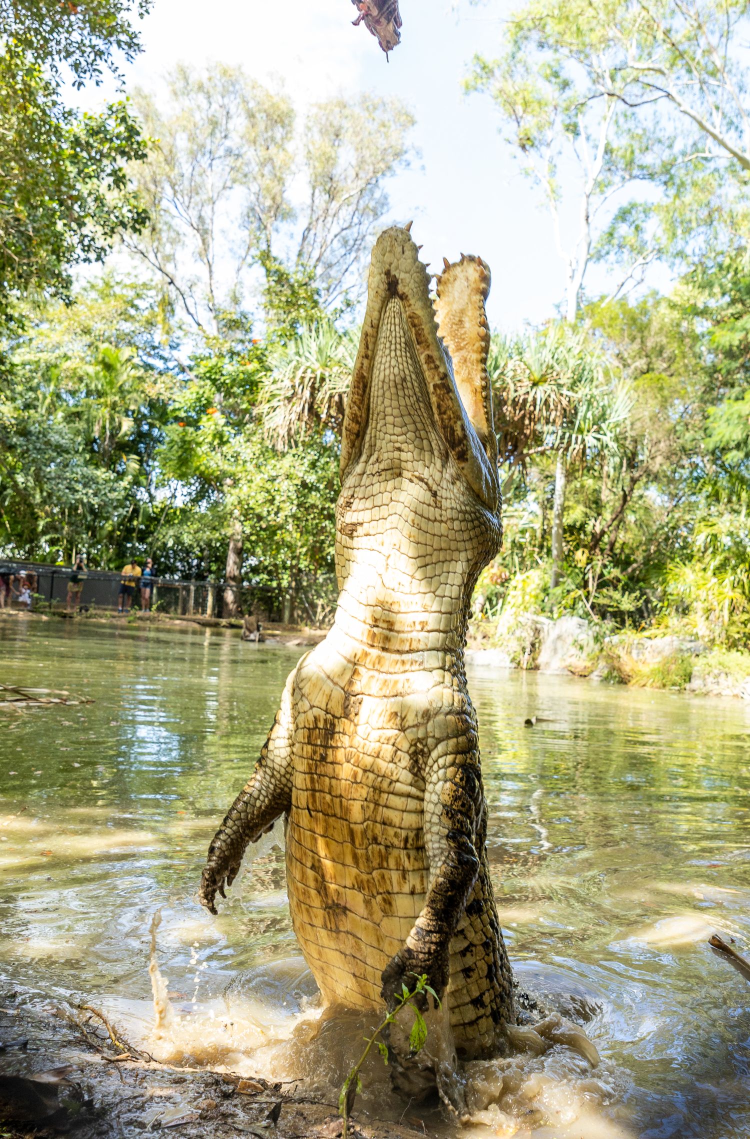 Discover the Astonishing Wildlife at Billabong Sanctuary - Photo Gallery