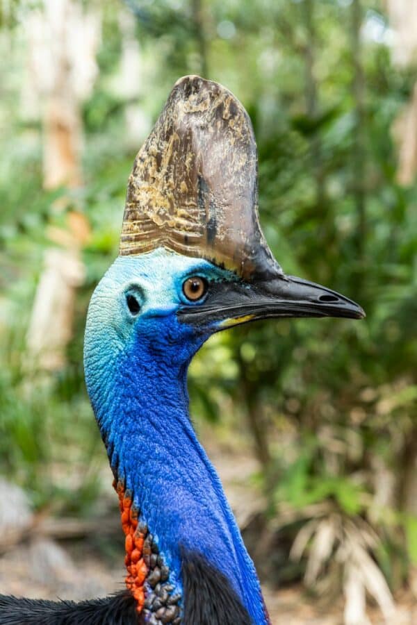 Discover the Astonishing Wildlife at Billabong Sanctuary - Photo Gallery