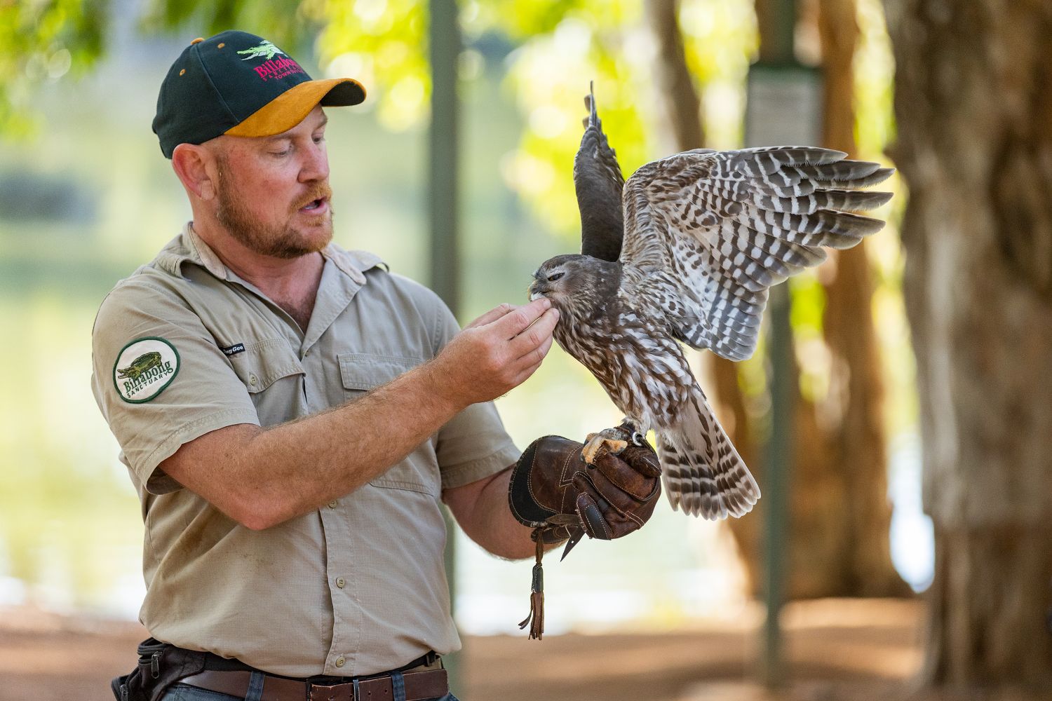 Discover the Astonishing Wildlife at Billabong Sanctuary - Photo Gallery