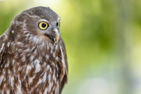 Burmese Python | Billabong Sanctuary