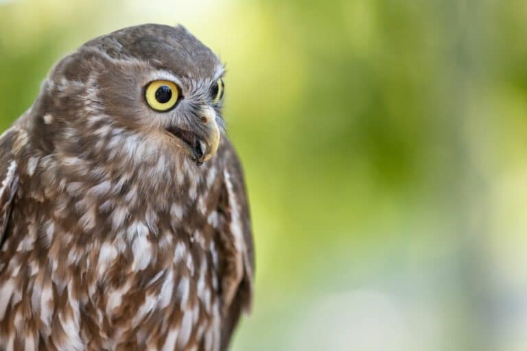 Discover the Fascinating World of Pythons at Billabong Sanctuary