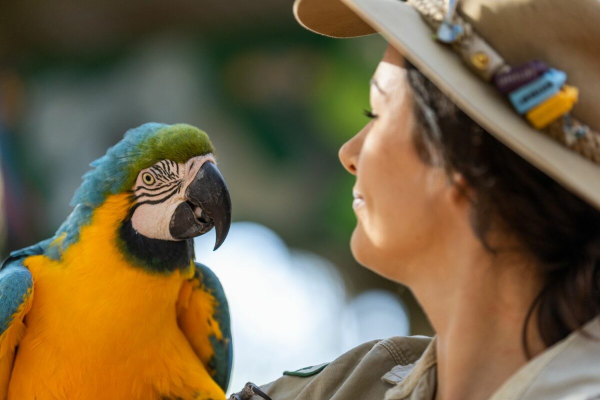 Burmese Python | Billabong Sanctuary