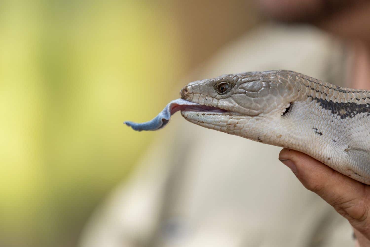Discover the Astonishing Wildlife at Billabong Sanctuary - Photo Gallery