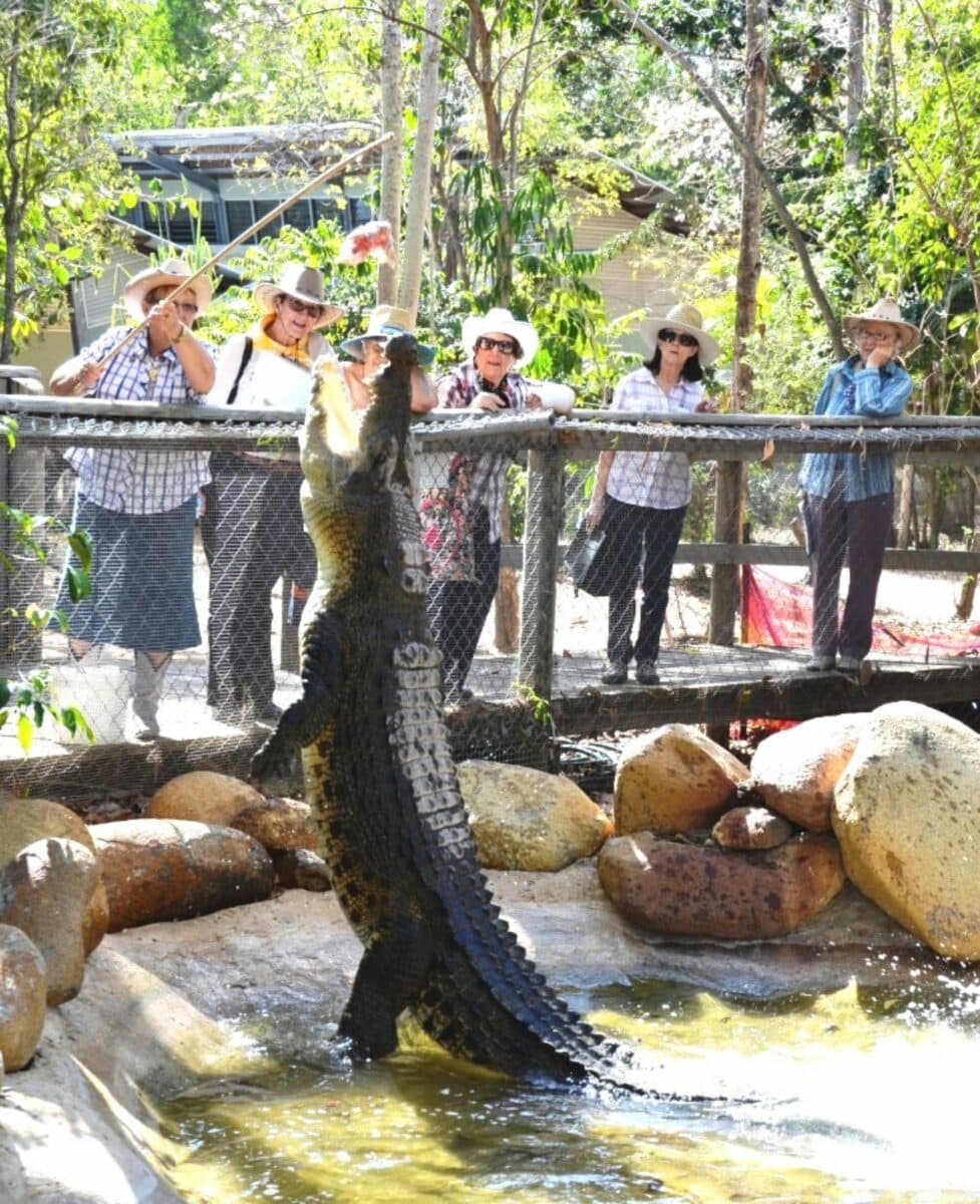 Feed a Crocodile at the Billabong Sanctuary - A Thrilling Experience!