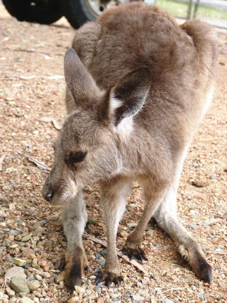 Discover the Fascinating Eastern Grey Kangaroo at Billabong Sanctuary
