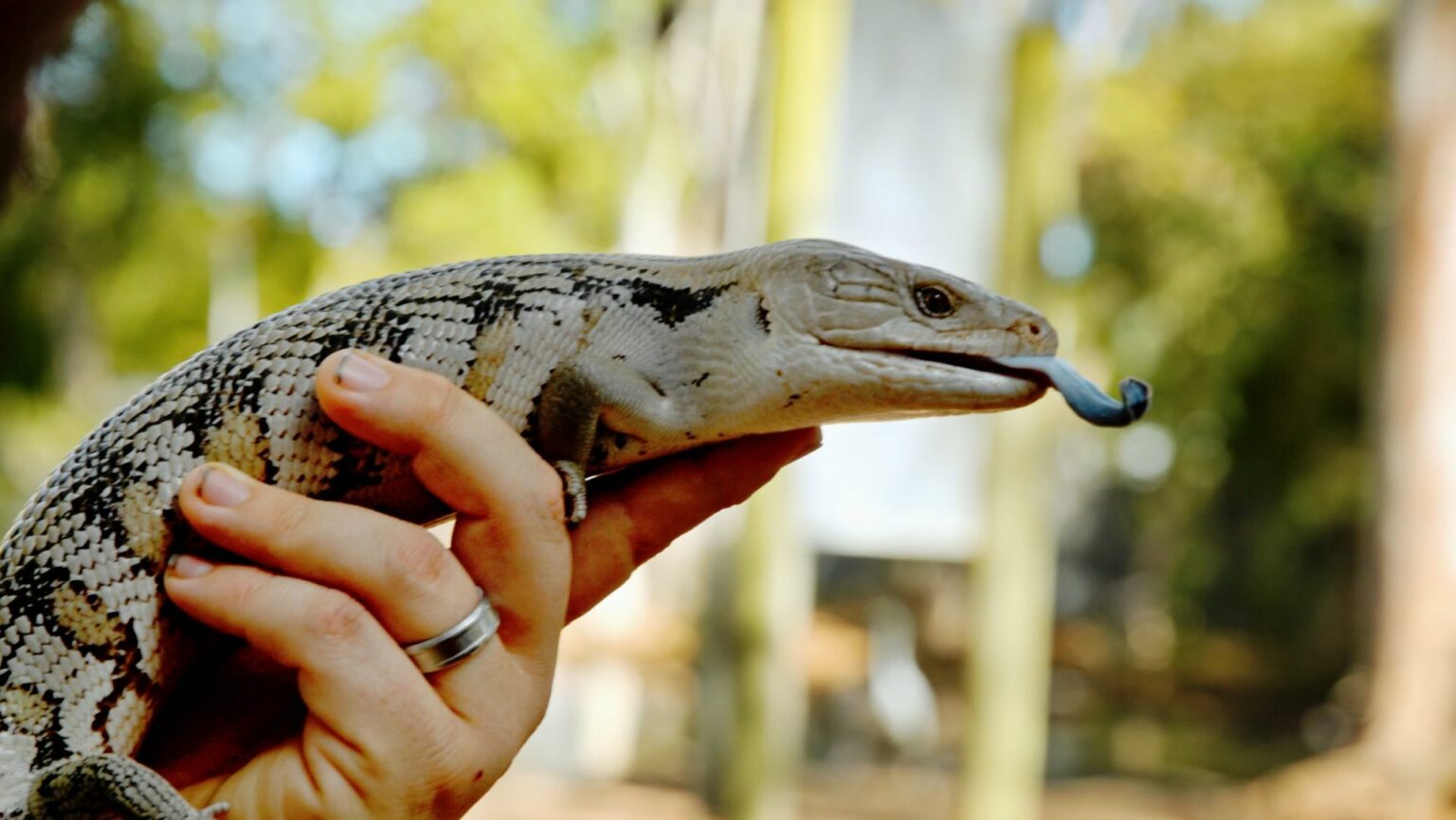 Discover the Astonishing Wildlife at Billabong Sanctuary - Photo Gallery