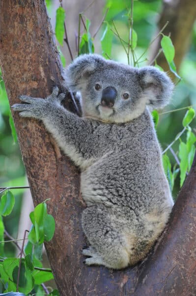 Discover the Fascinating World of Koalas at Billabong Sanctuary