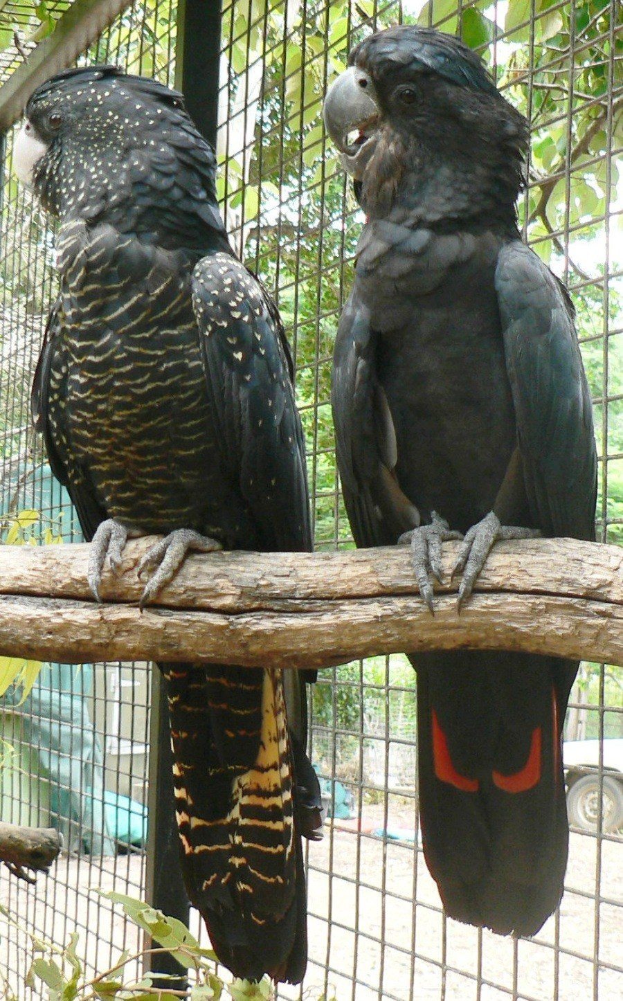 Discover the Enigmatic Red-Tailed Black Cockatoo at Billabong Sanctuary