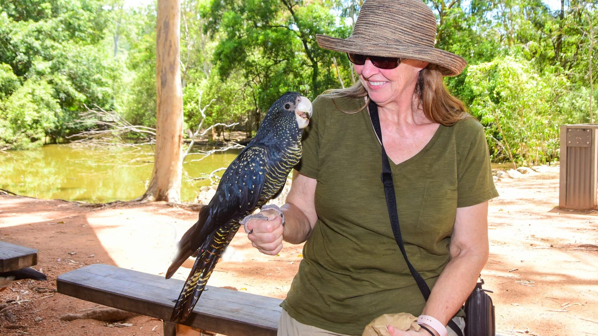 Discover the Enigmatic Red-Tailed Black Cockatoo at Billabong Sanctuary