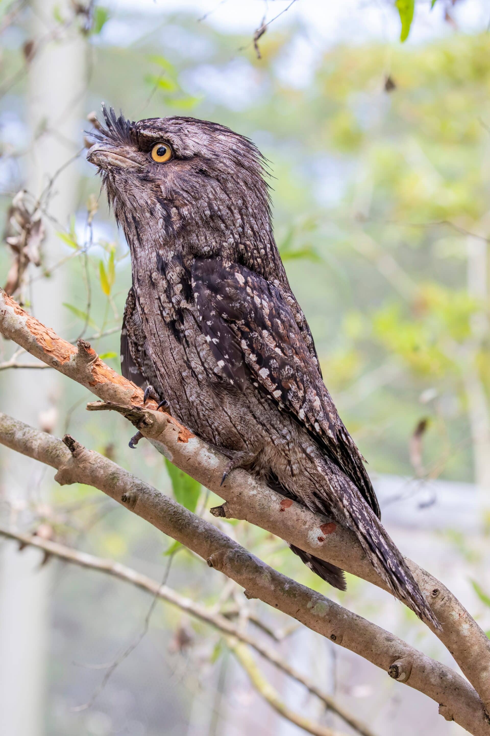 Discover the Fascinating World of the Tawny Frogmouth at Billabong ...