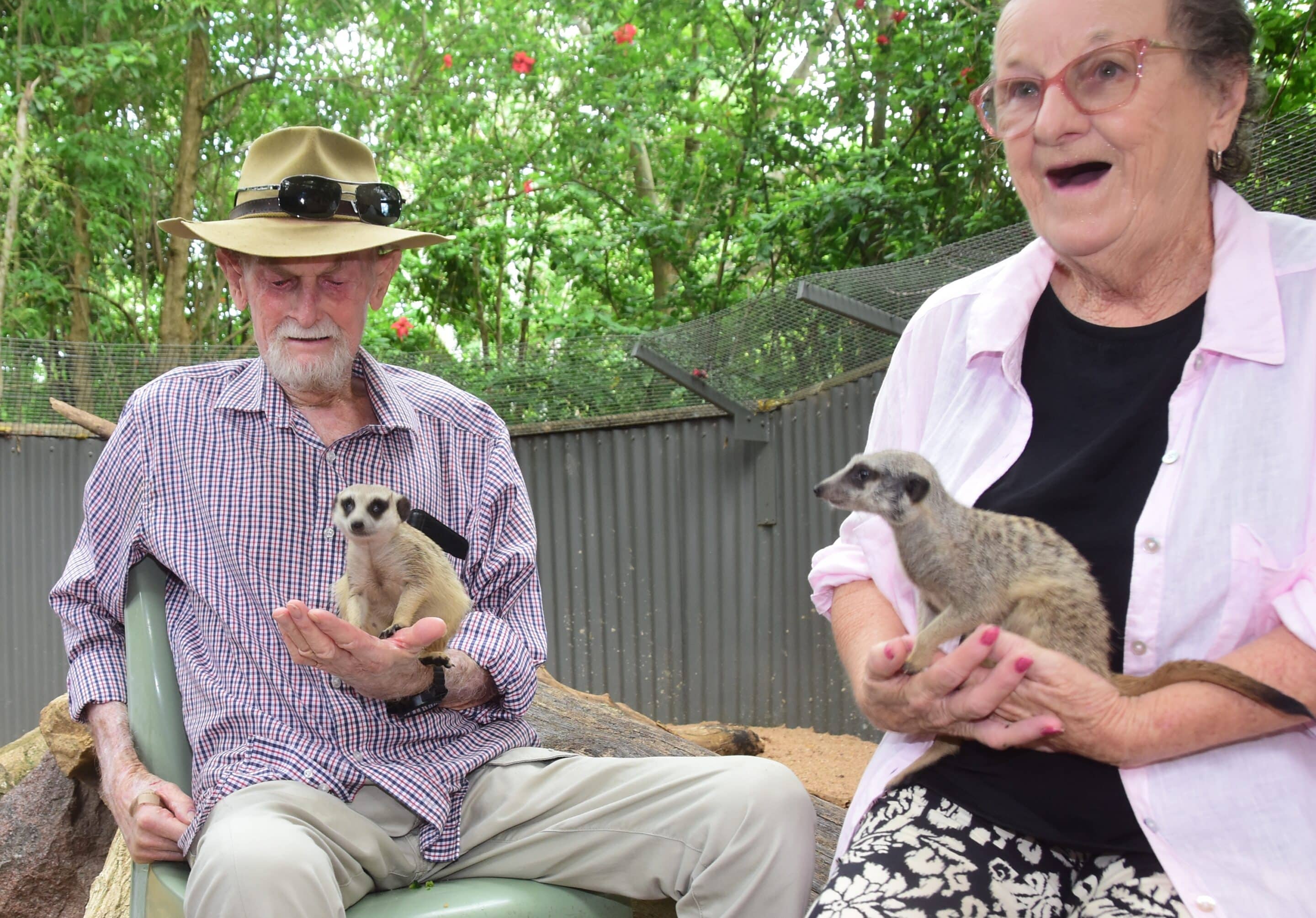 Magical Meerkat Moments - Billabong Sanctuary