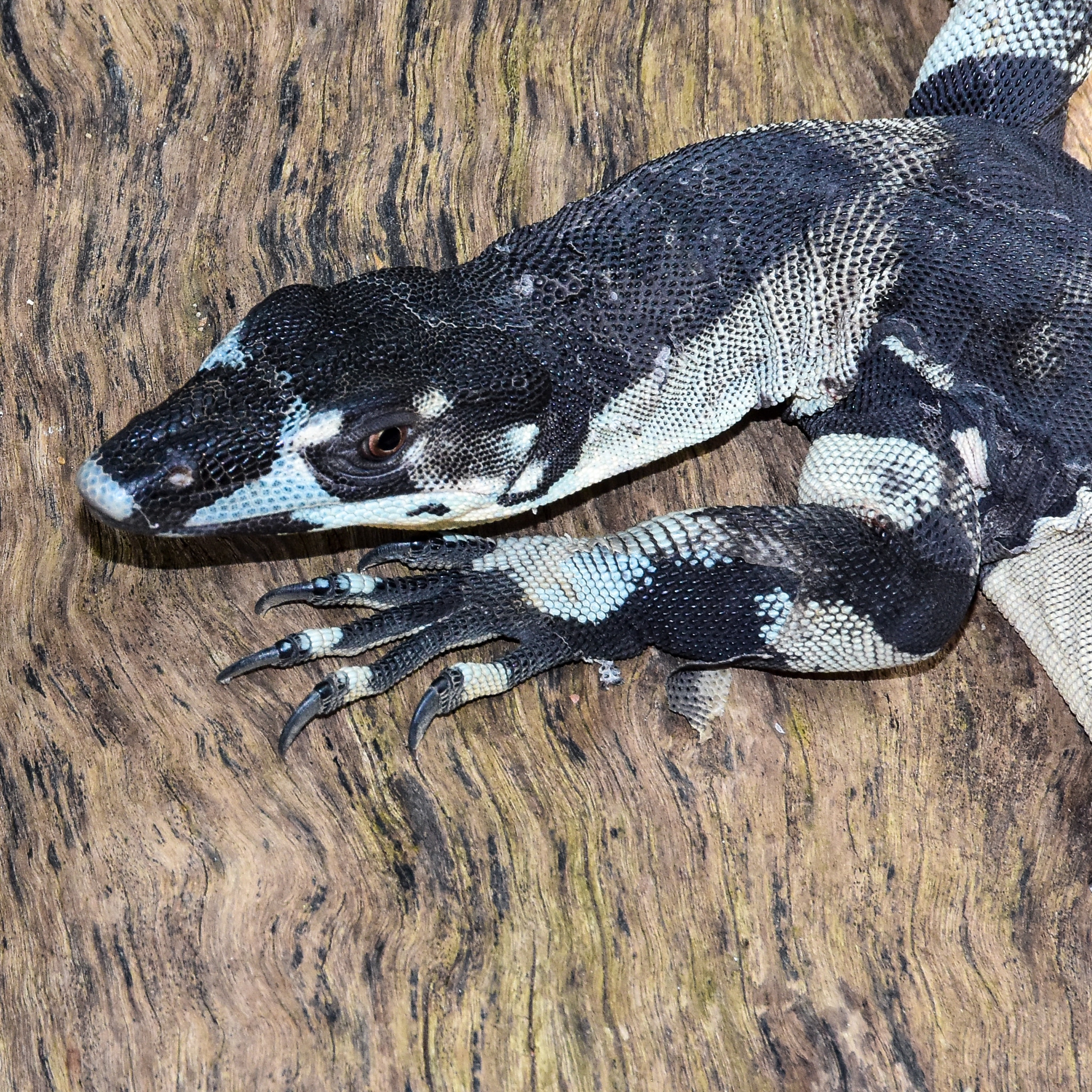New Kids on the Block: Meet Marble and Freddie, our young lace monitors ...