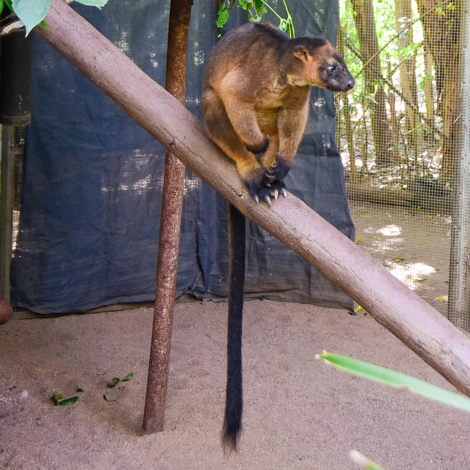 Lumholtz's Tree Kangaroo | Billabong Sanctuary