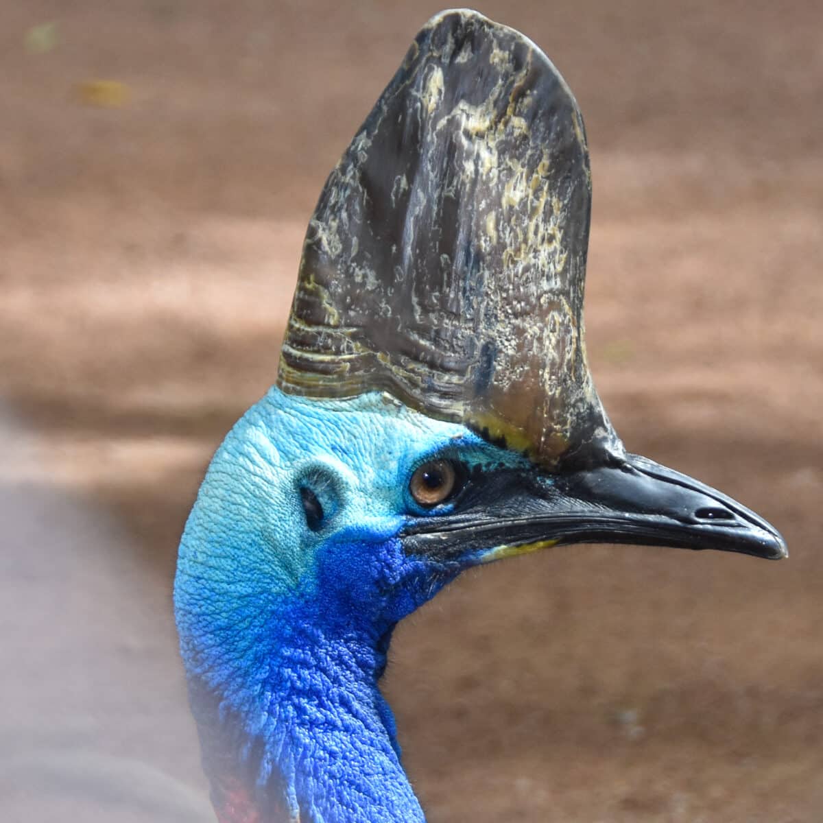 Southern Cassowary - Billabong Sanctuary