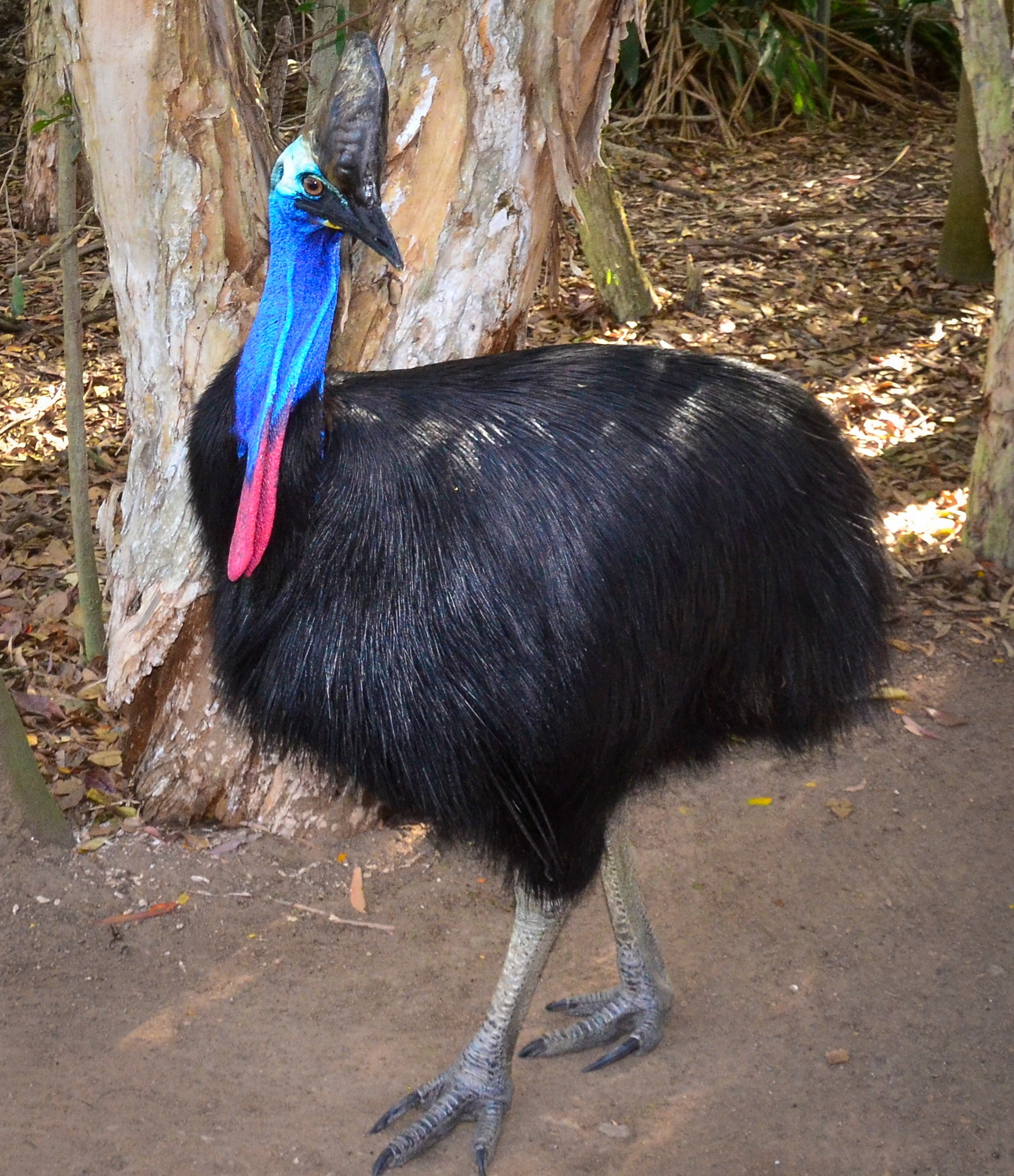 Southern Cassowary - Billabong Sanctuary