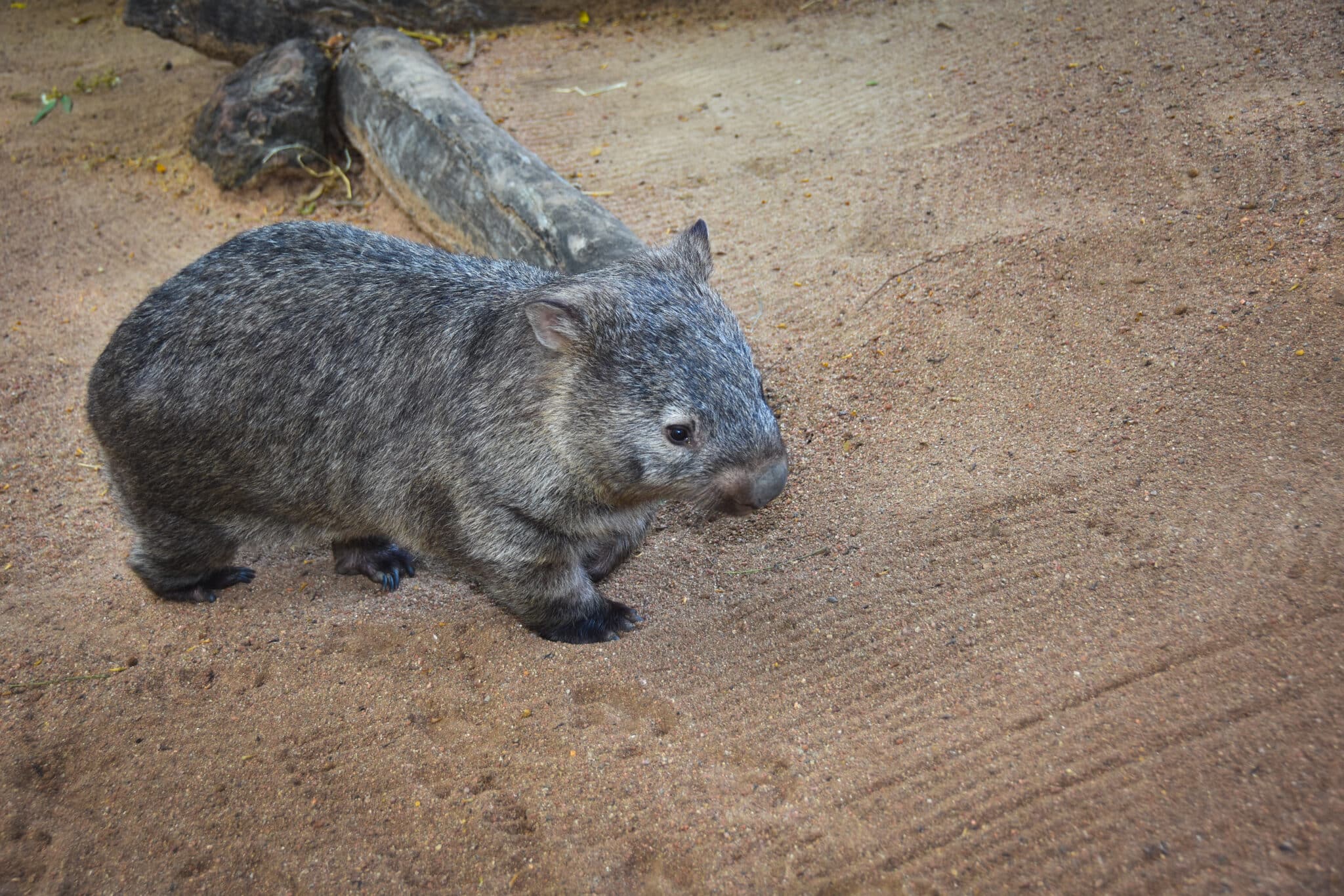 Bare-Nosed Wombat | Billabong Sanctuary