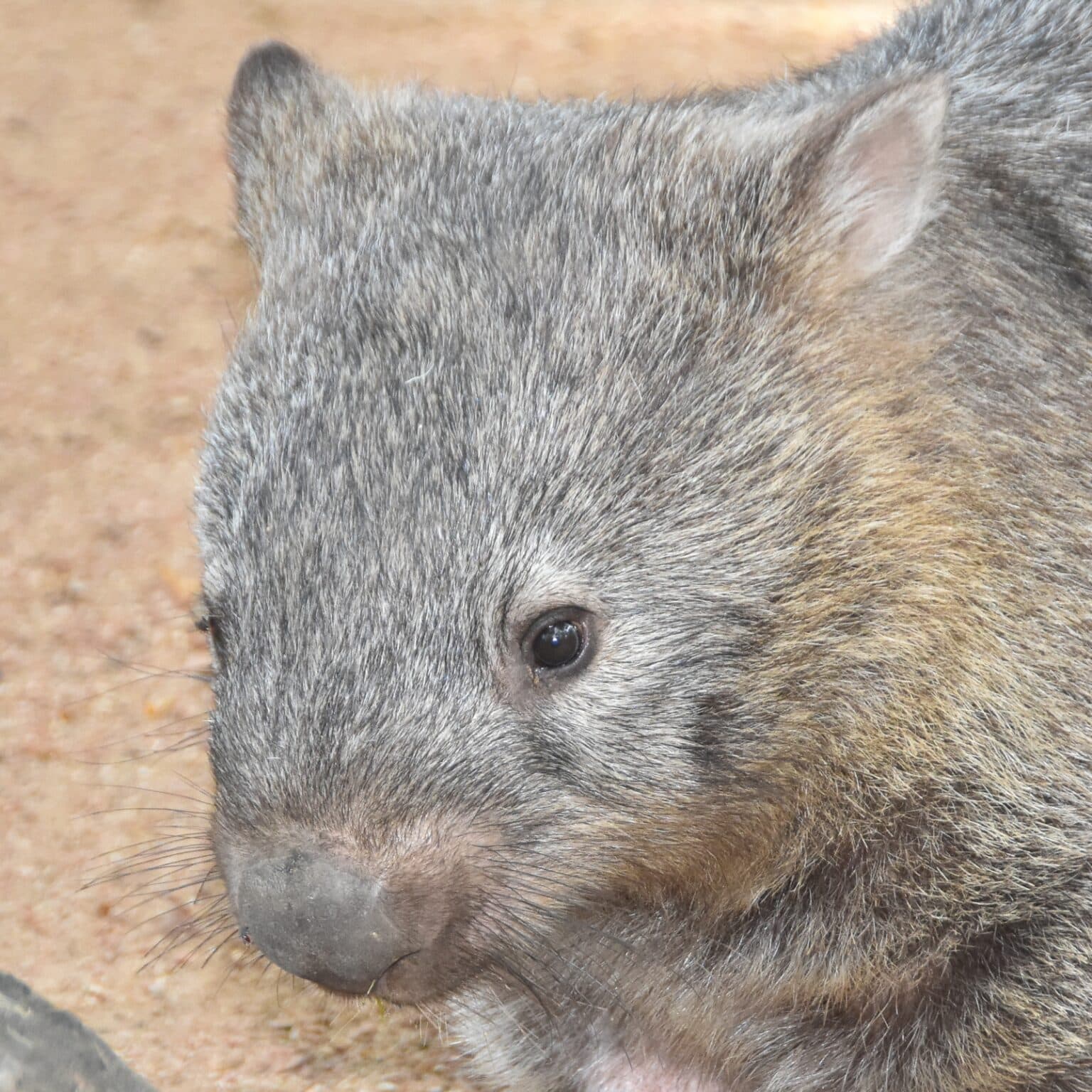 Bare-Nosed Wombat | Billabong Sanctuary