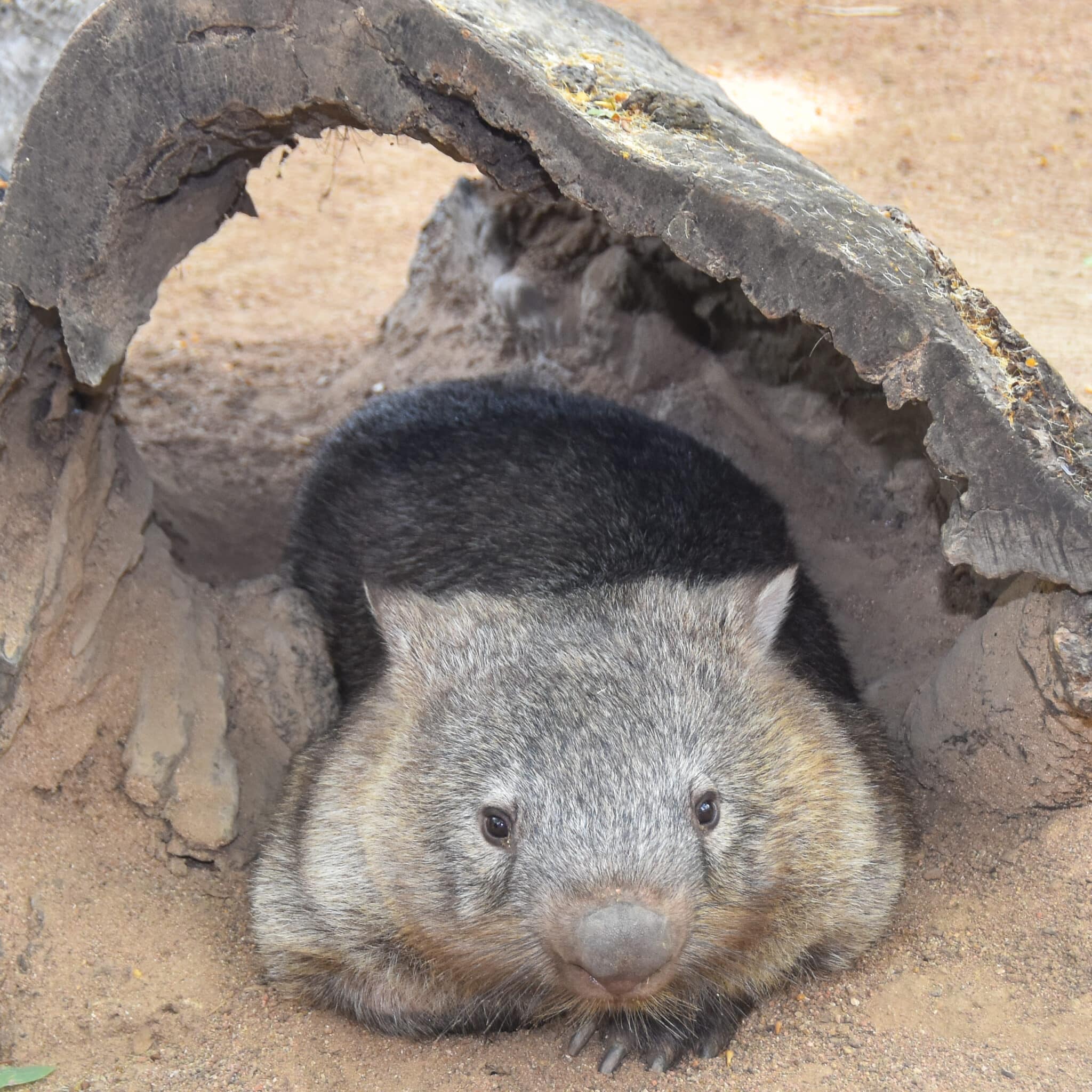 Bare-Nosed Wombat | Billabong Sanctuary