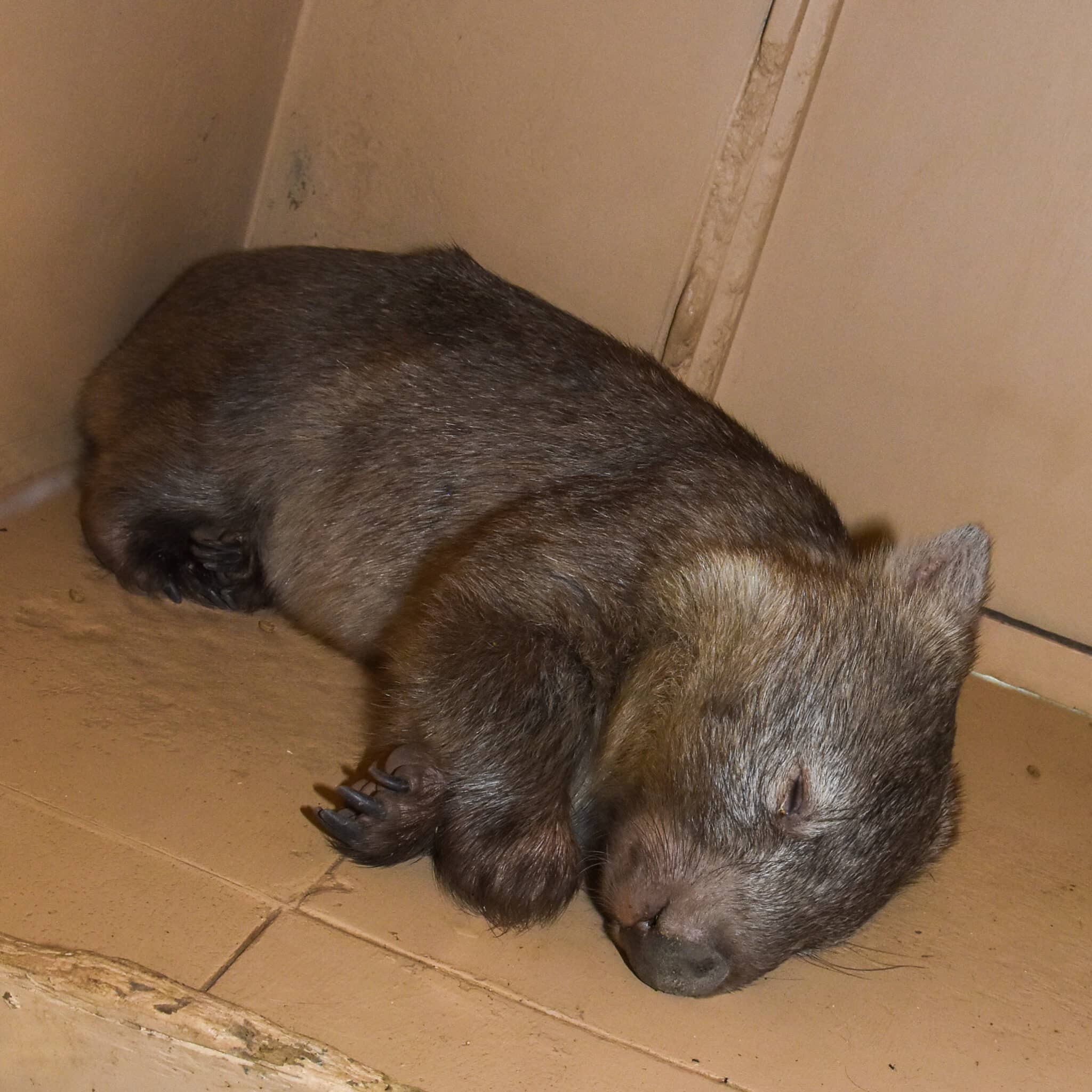 Bare-Nosed Wombat | Billabong Sanctuary