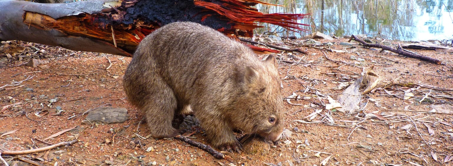 Bare-Nosed Wombat | Billabong Sanctuary