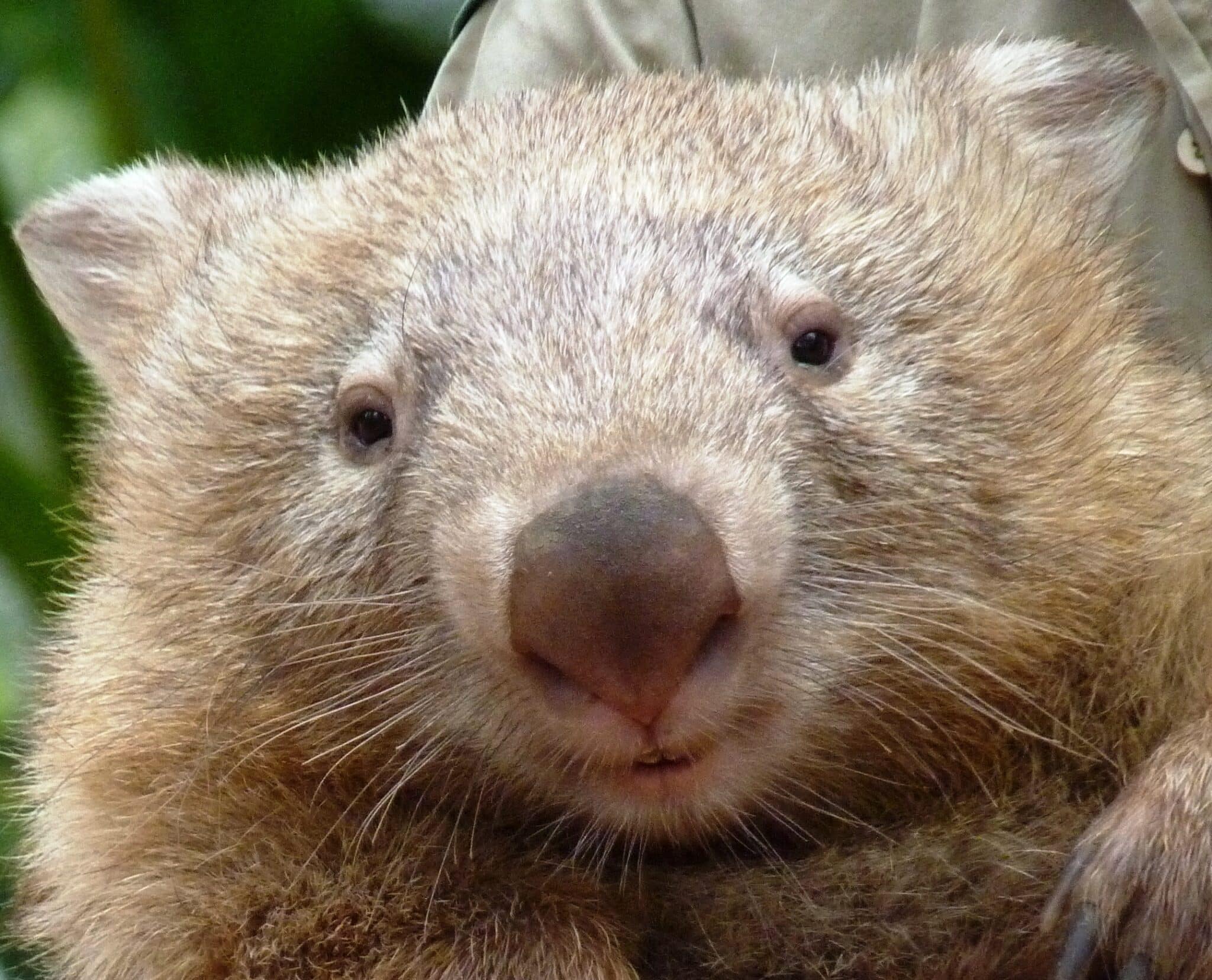 Bare-Nosed Wombat | Billabong Sanctuary