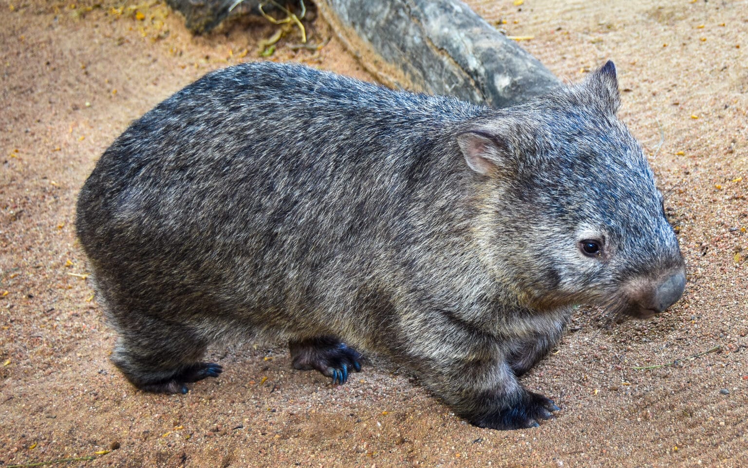 Bare-Nosed Wombat | Billabong Sanctuary