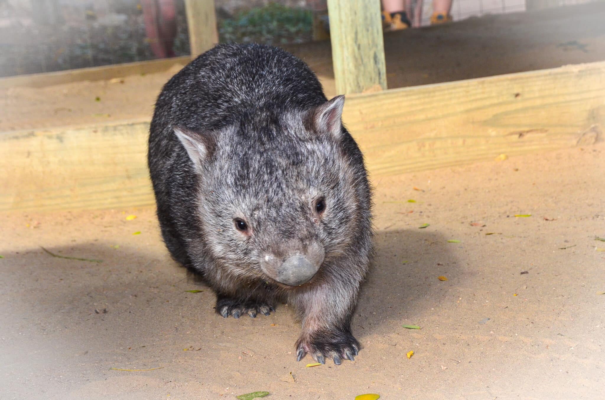 Bare-Nosed Wombat | Billabong Sanctuary