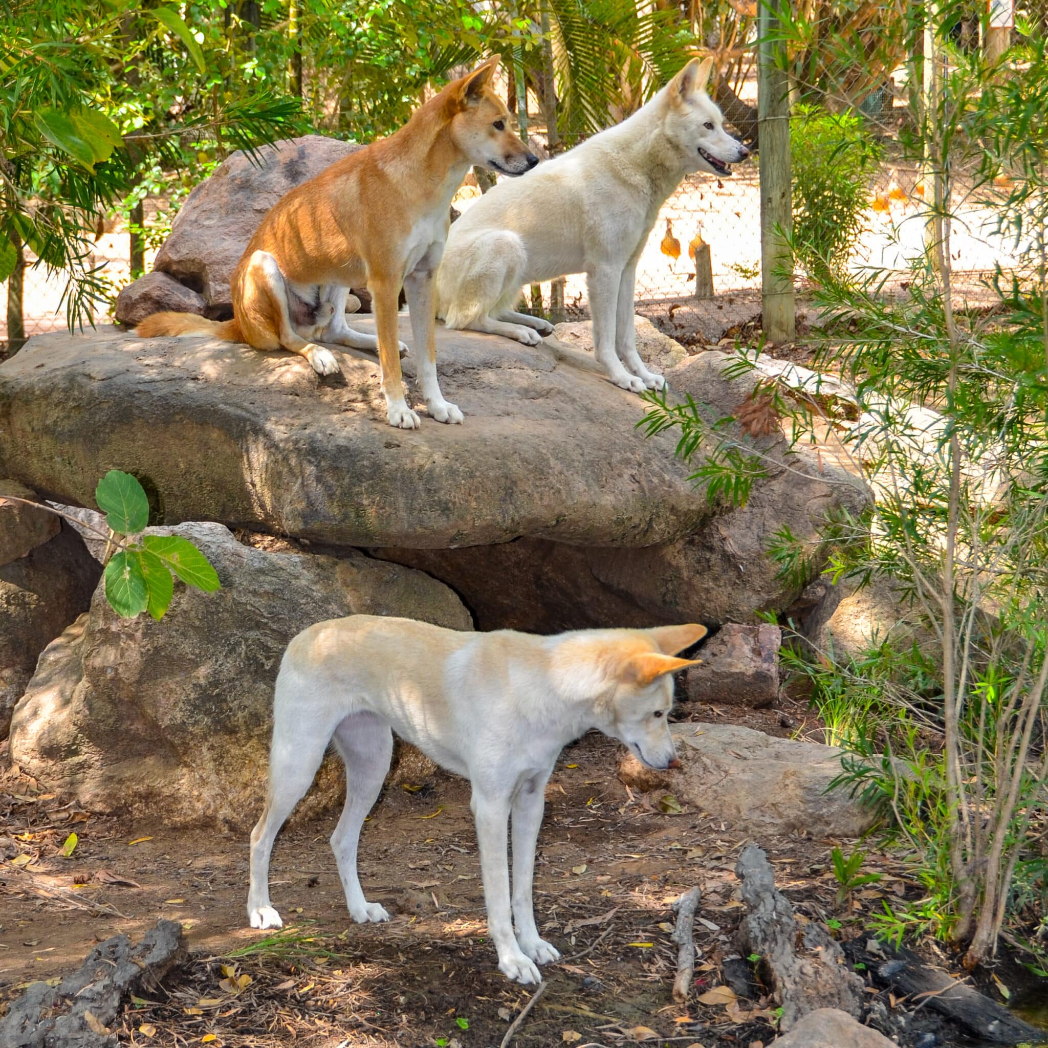 Dingo | Billabong Sanctuary