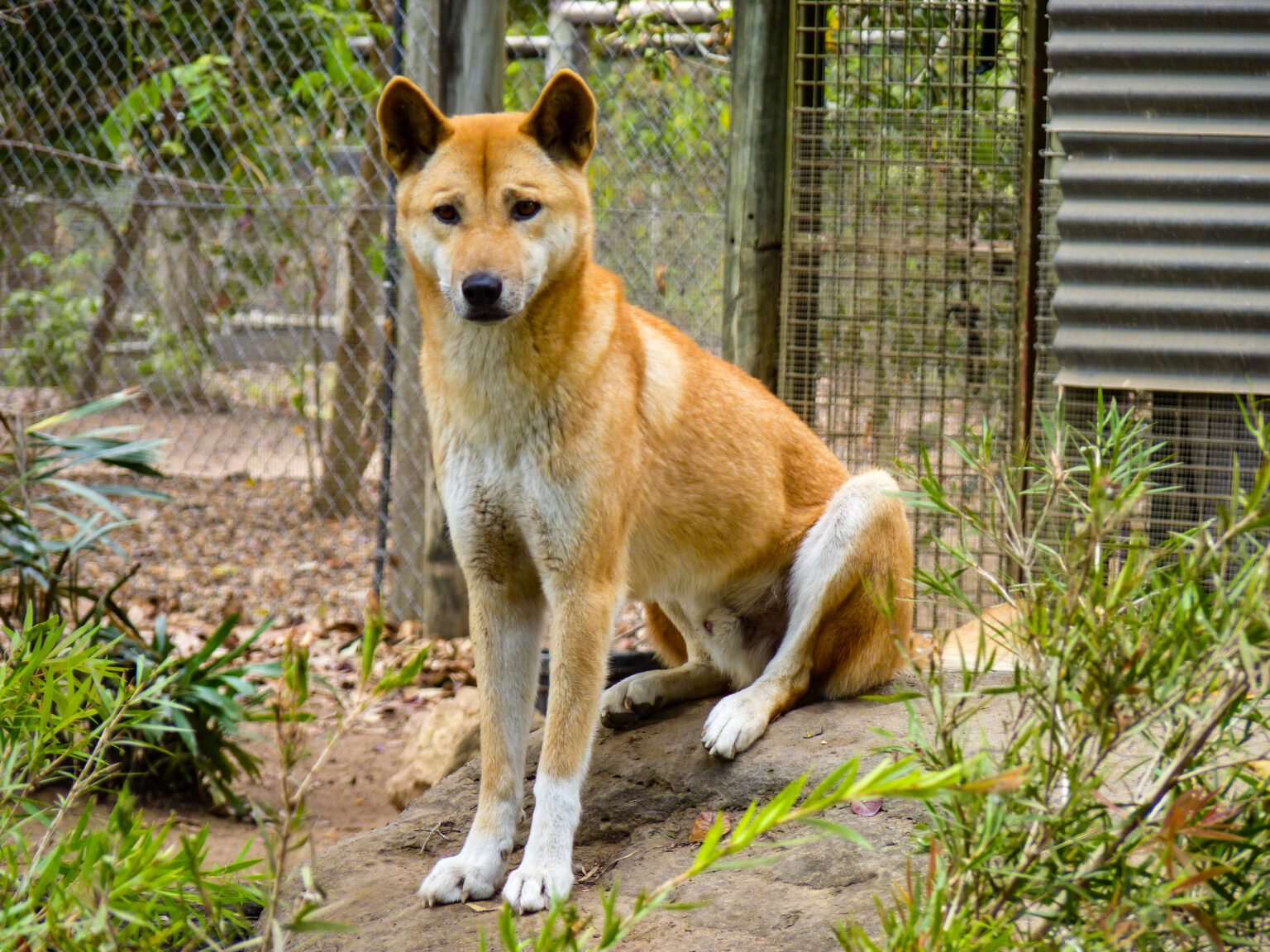 Dingo | Billabong Sanctuary