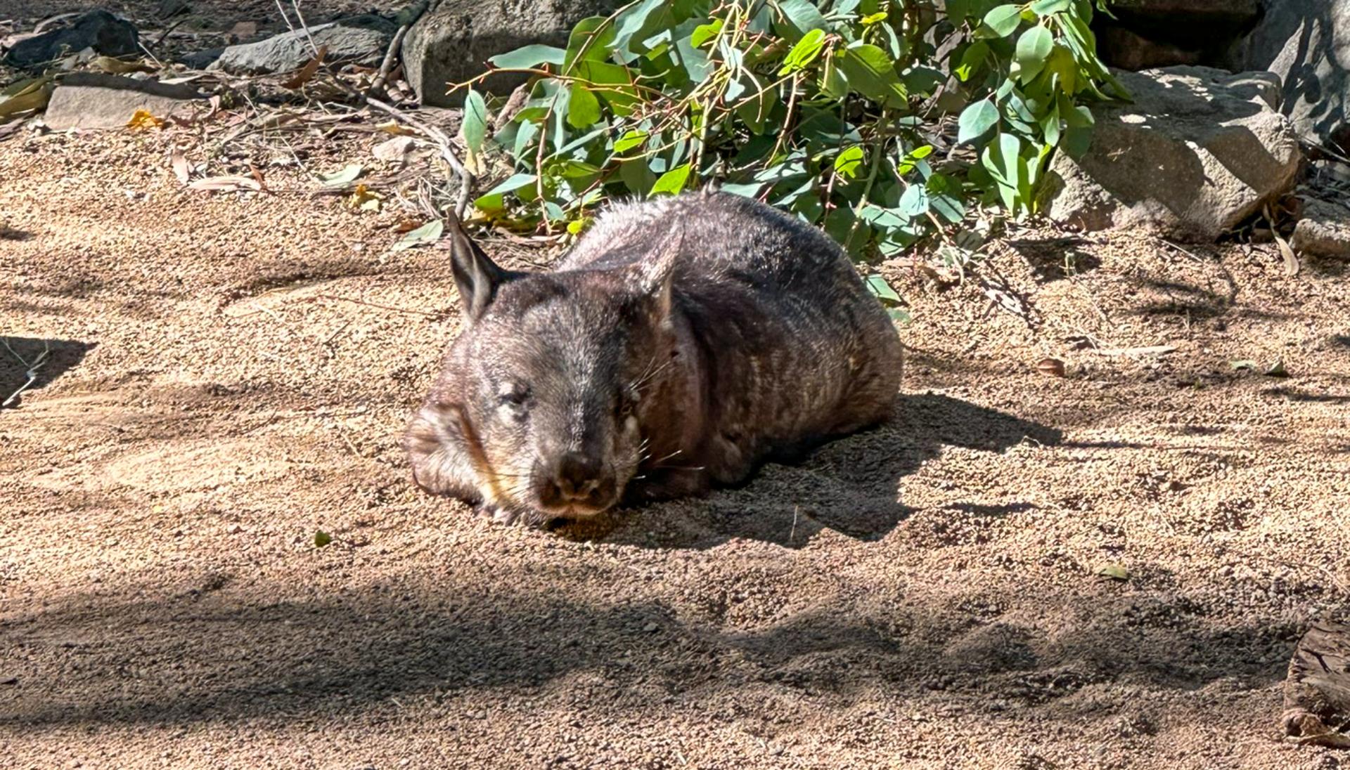 Bare-Nosed Wombat | Billabong Sanctuary