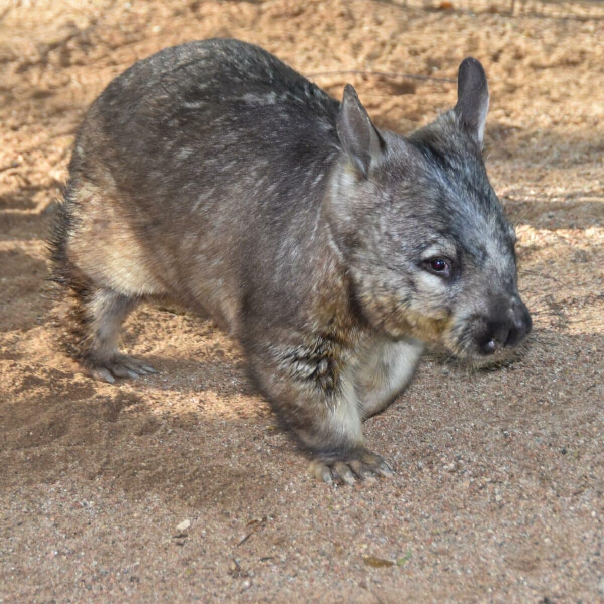 Southern Hairy-Nosed Wombat | Billabong Sanctuary