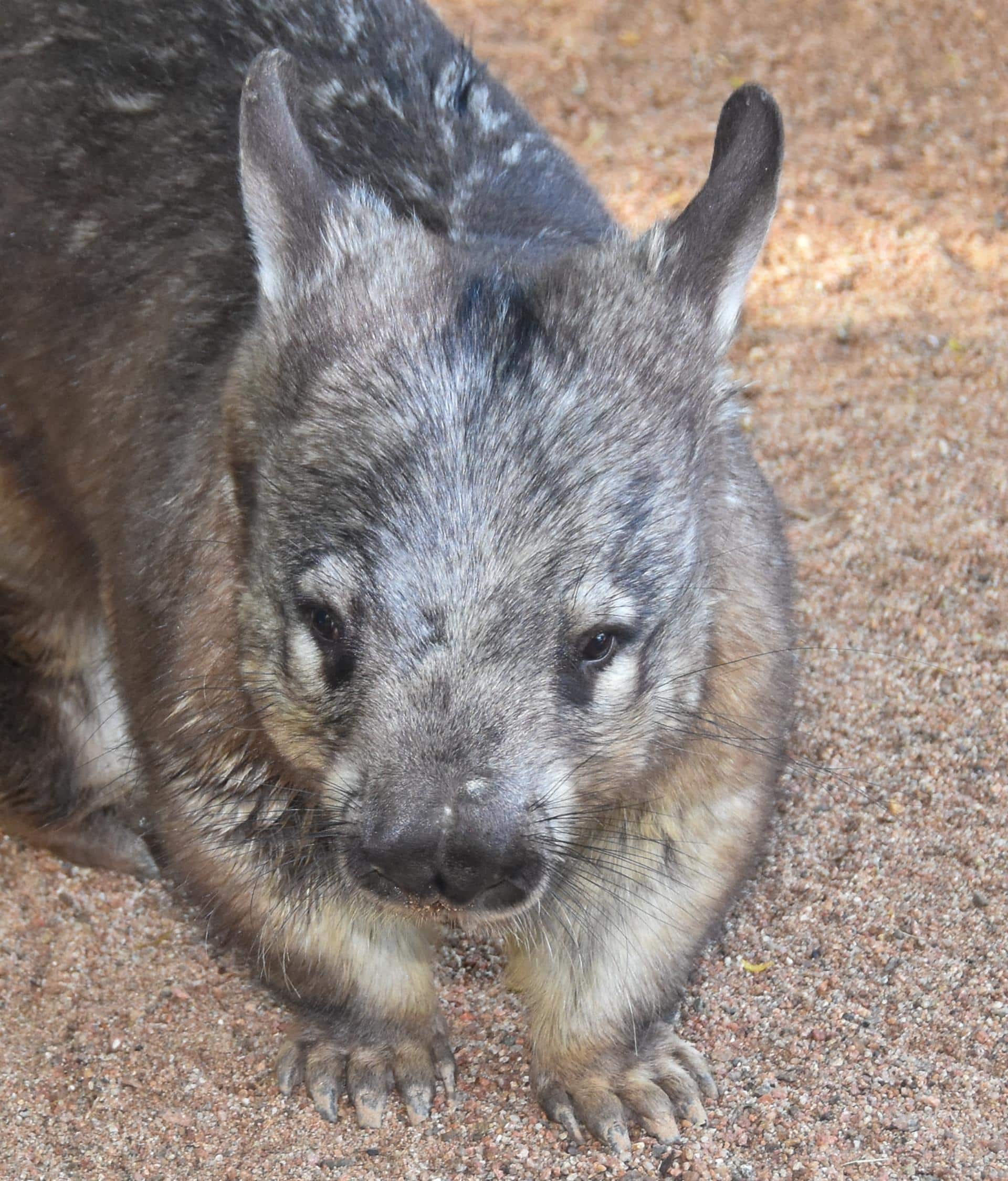 Southern Hairy-Nosed Wombat | Billabong Sanctuary