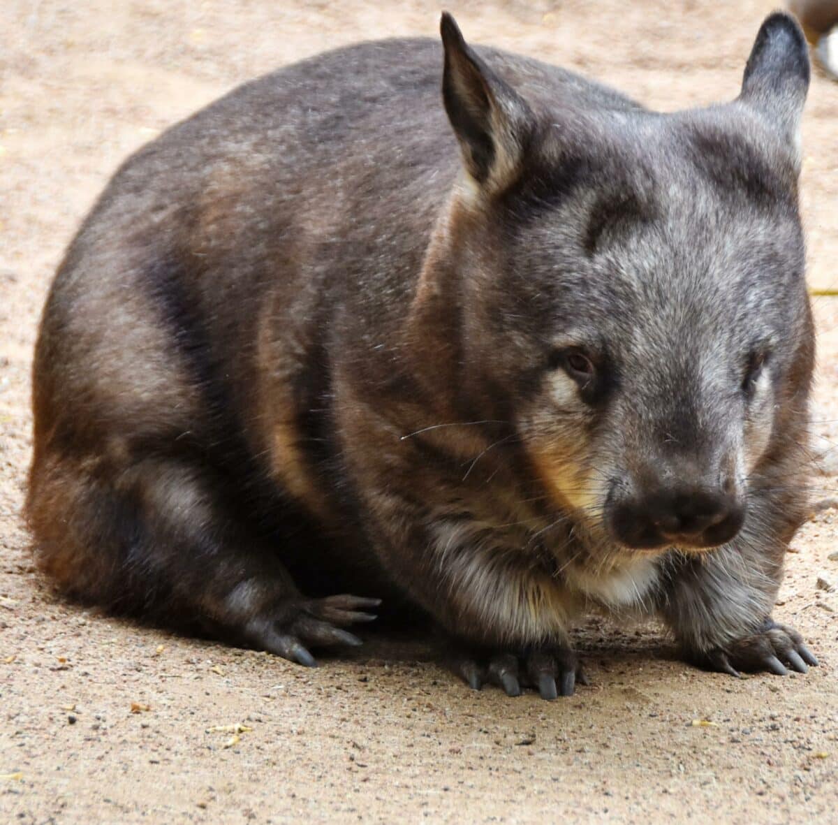 Southern Hairy-Nosed Wombat | Billabong Sanctuary
