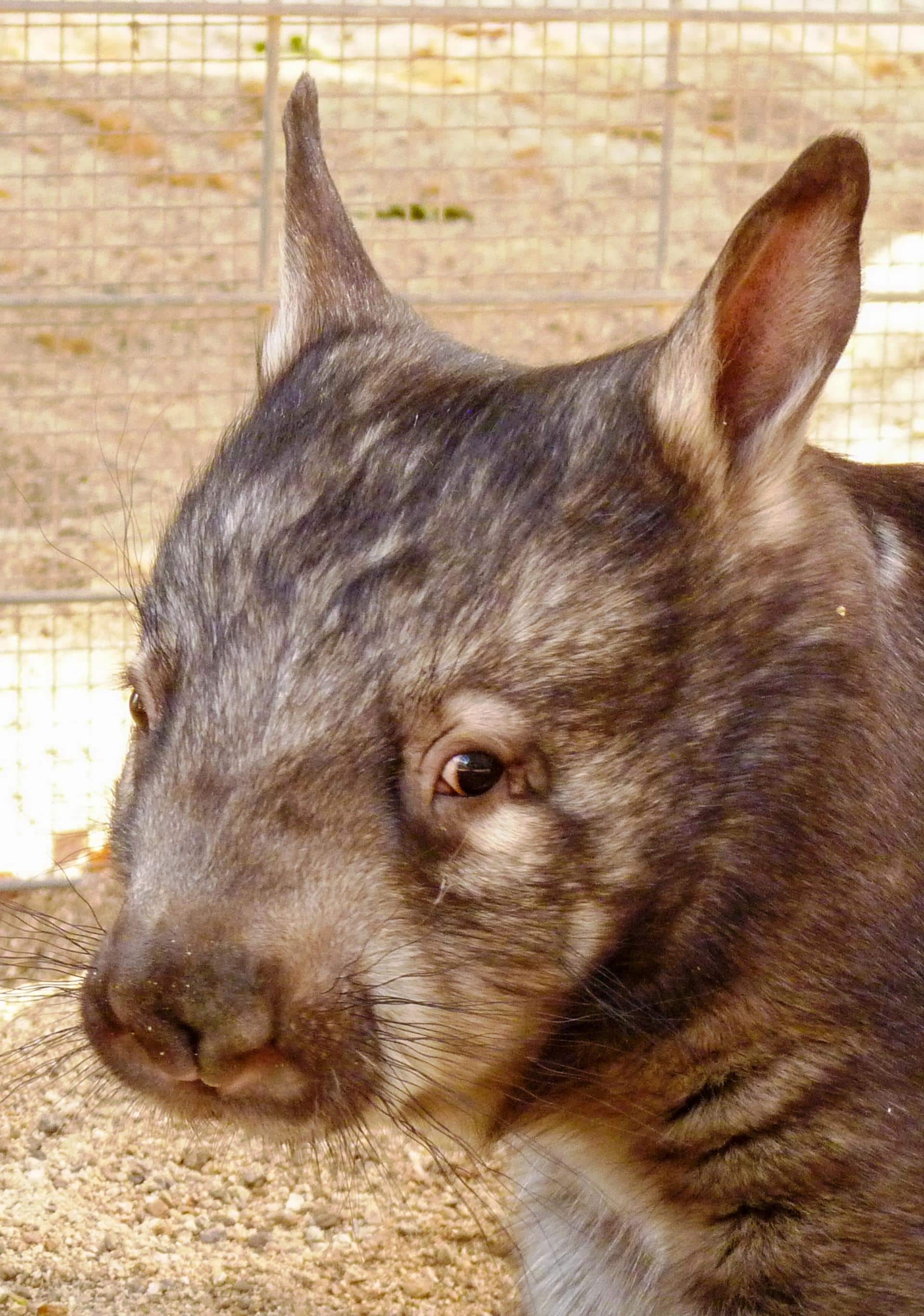 Southern Hairy-Nosed Wombat | Billabong Sanctuary