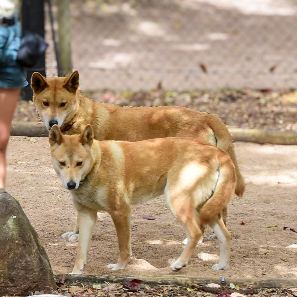 Dingo | Billabong Sanctuary
