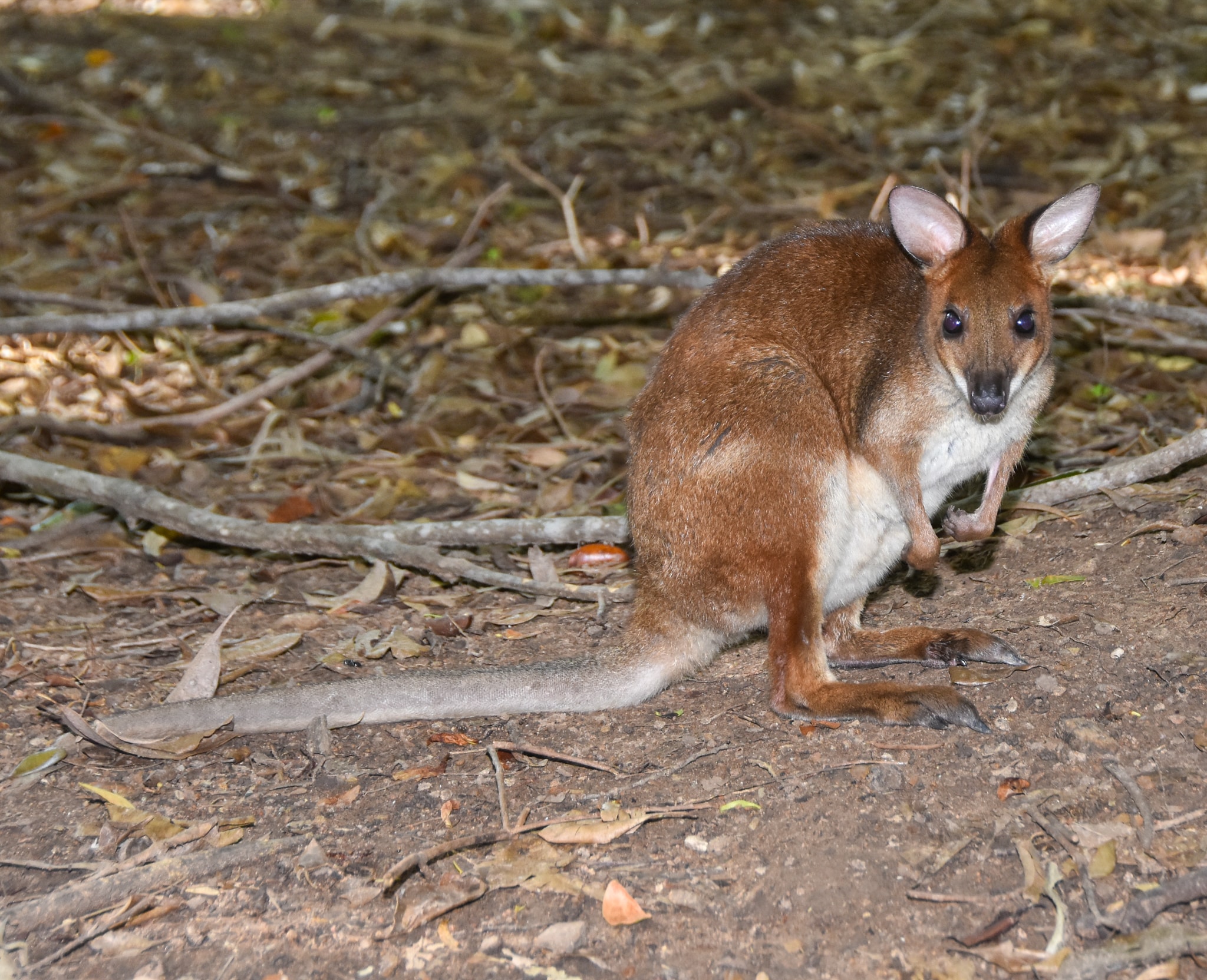Red-legged Pademelon | Billabong Sanctuary