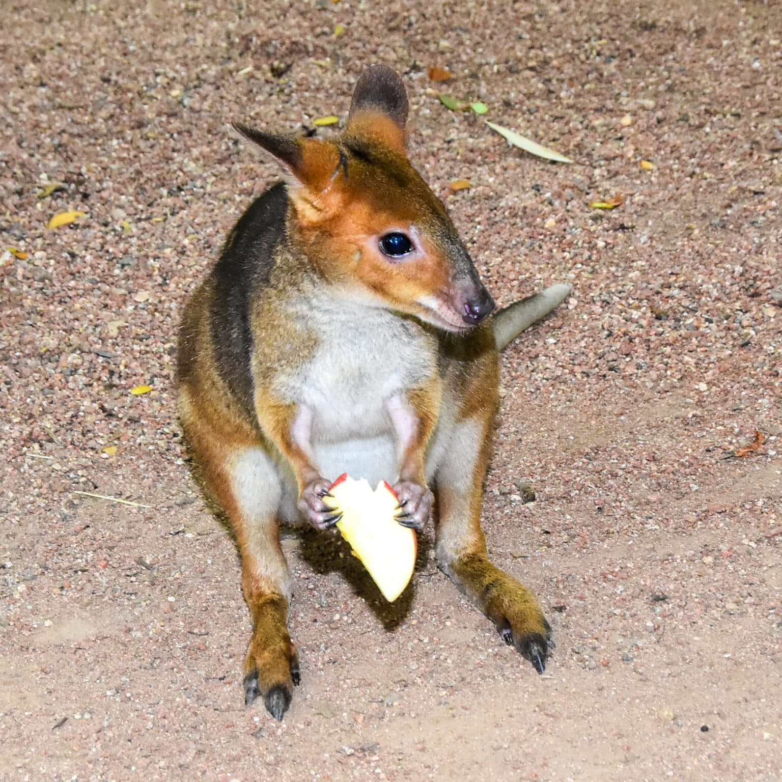 Red-legged Pademelon | Billabong Sanctuary