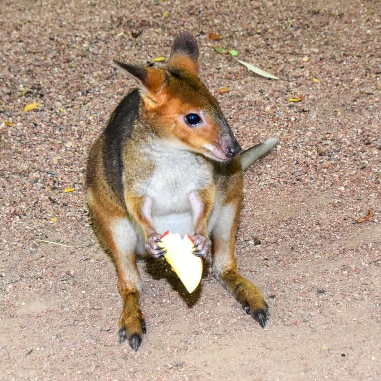 Red-legged Pademelon | Billabong Sanctuary