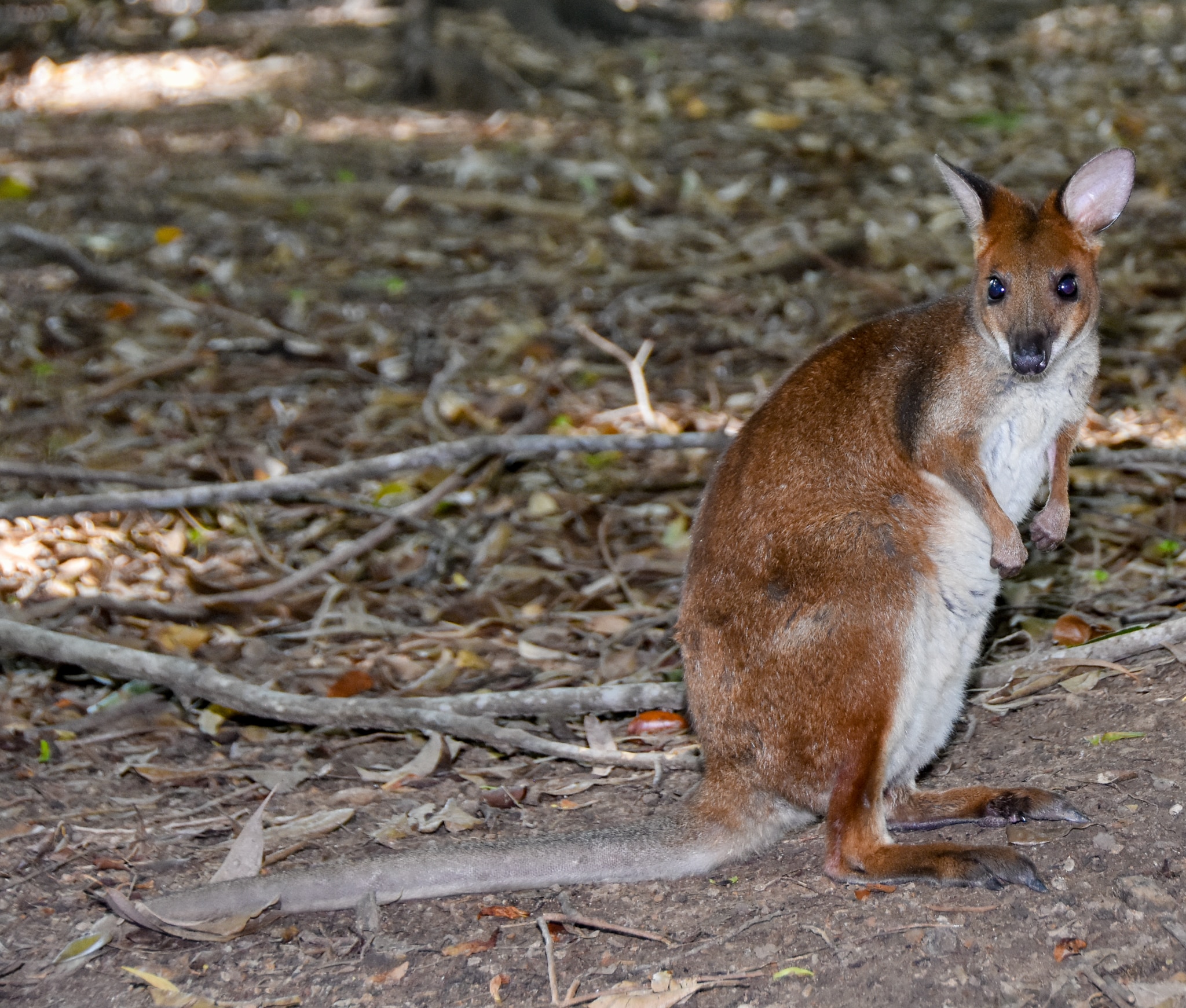 Red-legged Pademelon | Billabong Sanctuary