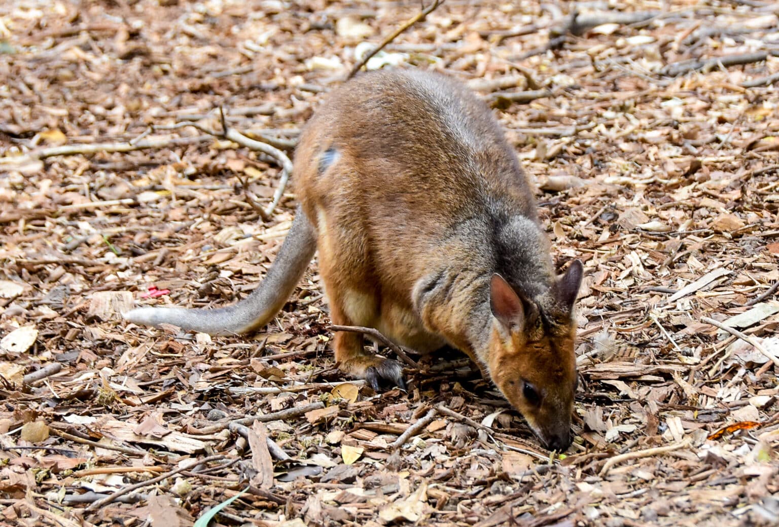 Red-legged Pademelon | Billabong Sanctuary