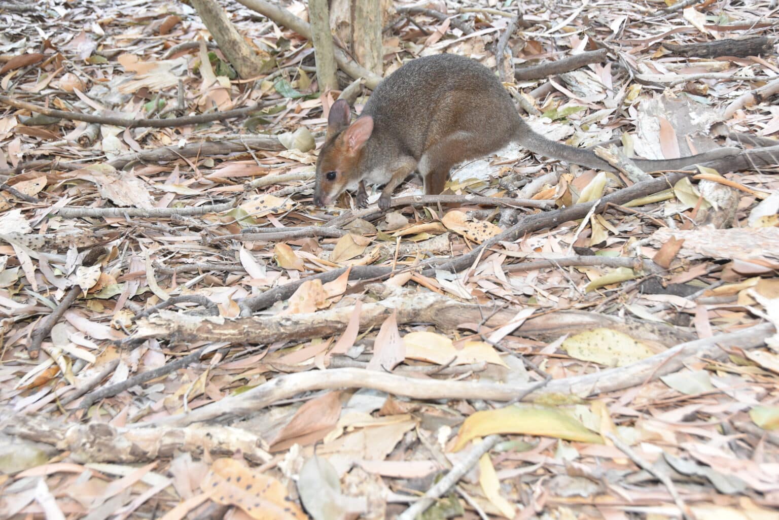 Red-legged Pademelon | Billabong Sanctuary