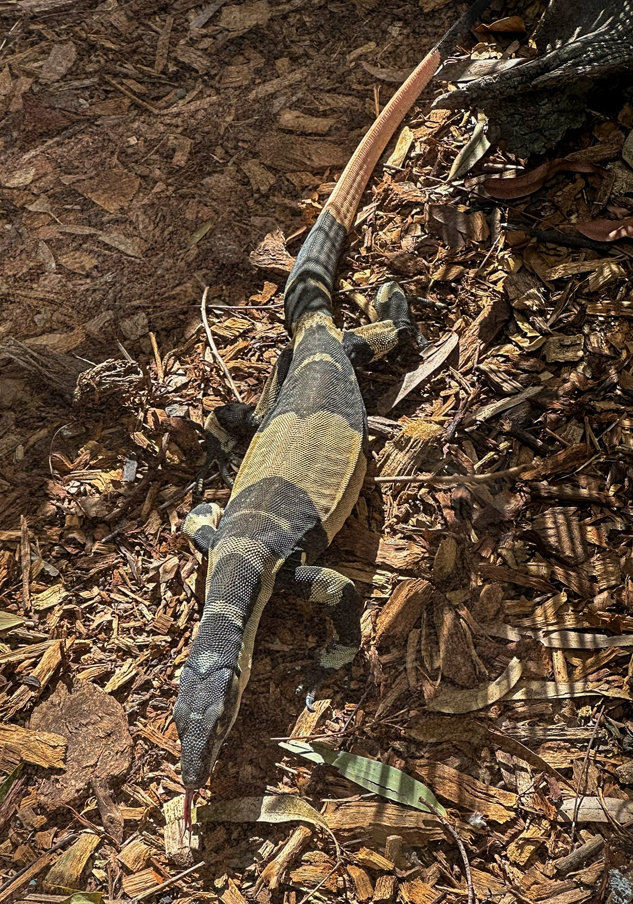 Discover the Fascinating World of Australia's Lace Monitor