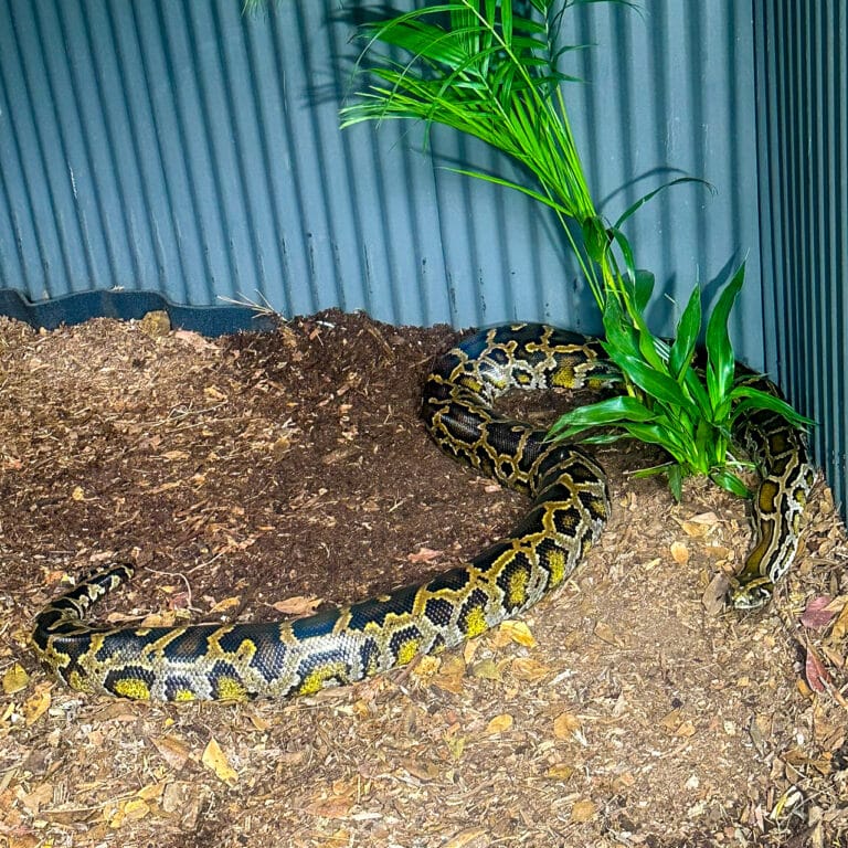 Burmese Python | Billabong Sanctuary