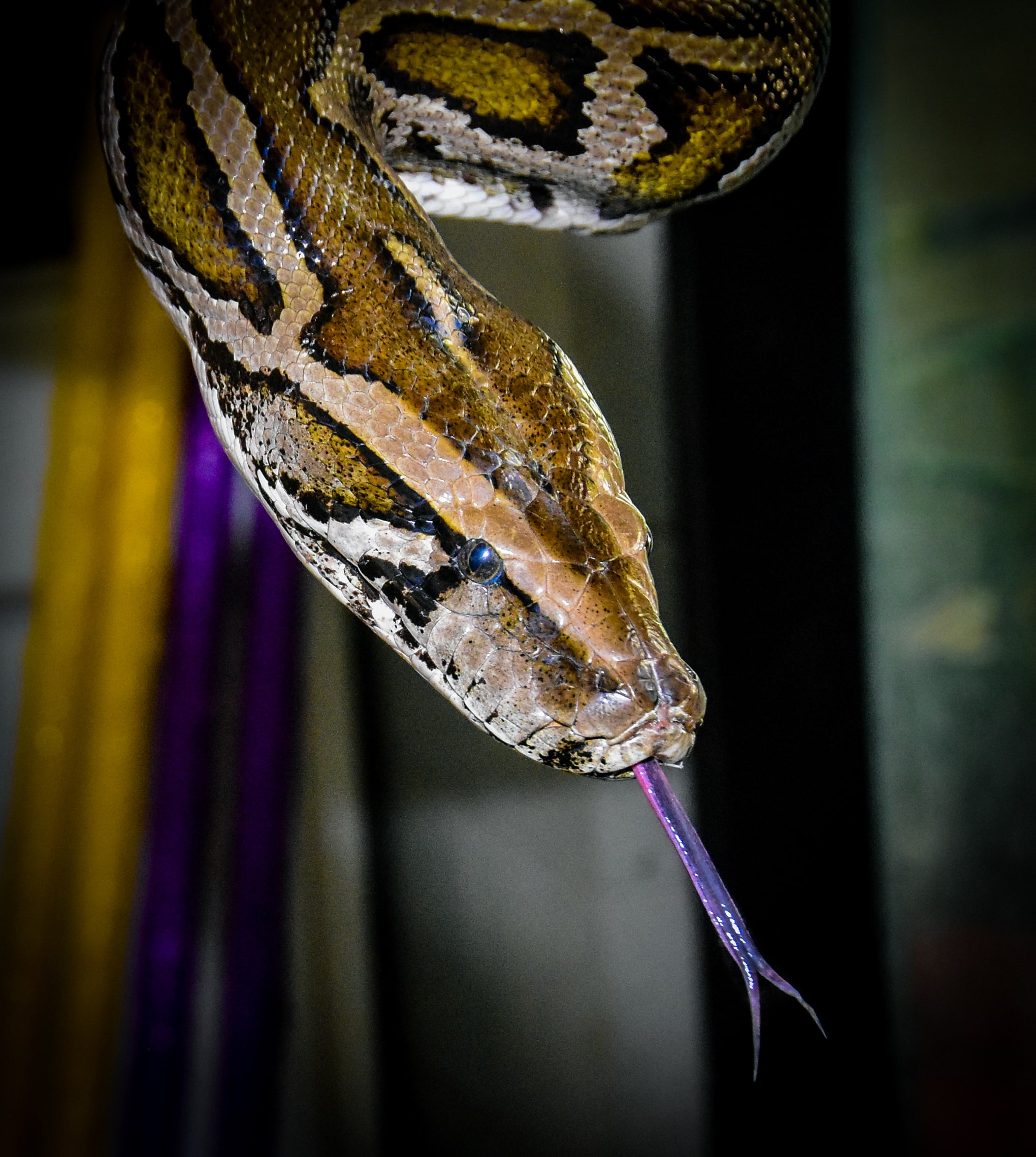 Burmese Python | Billabong Sanctuary