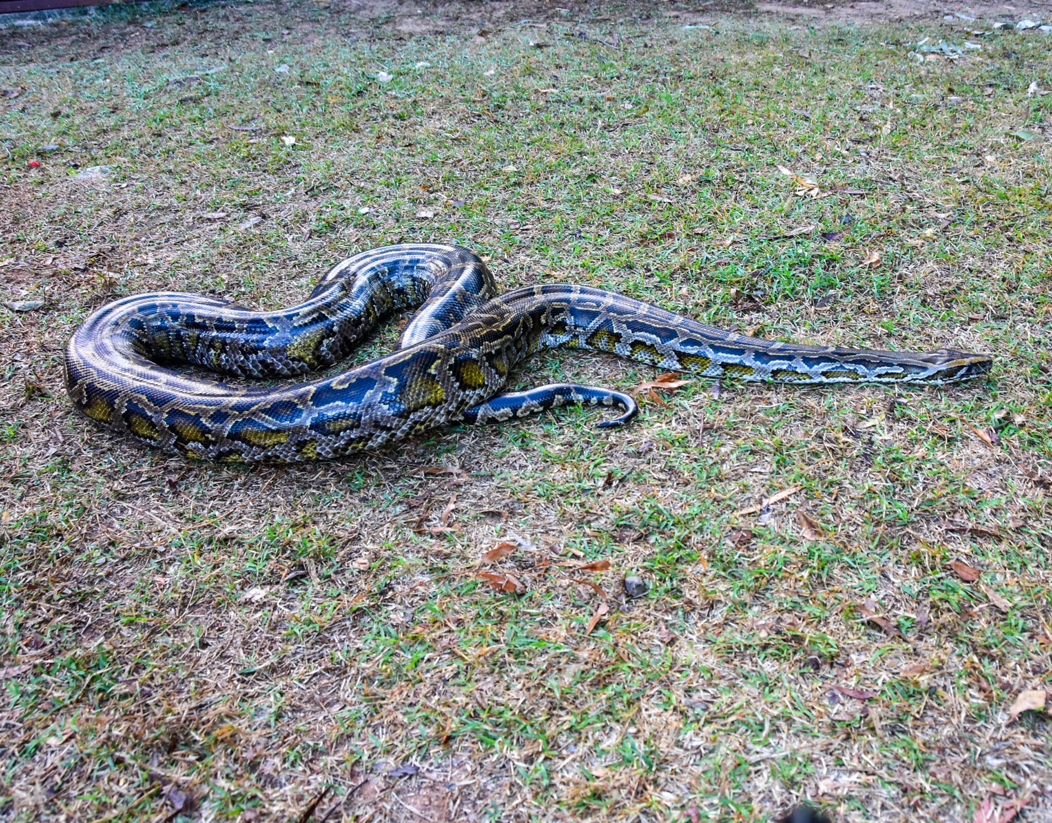 Burmese Python | Billabong Sanctuary
