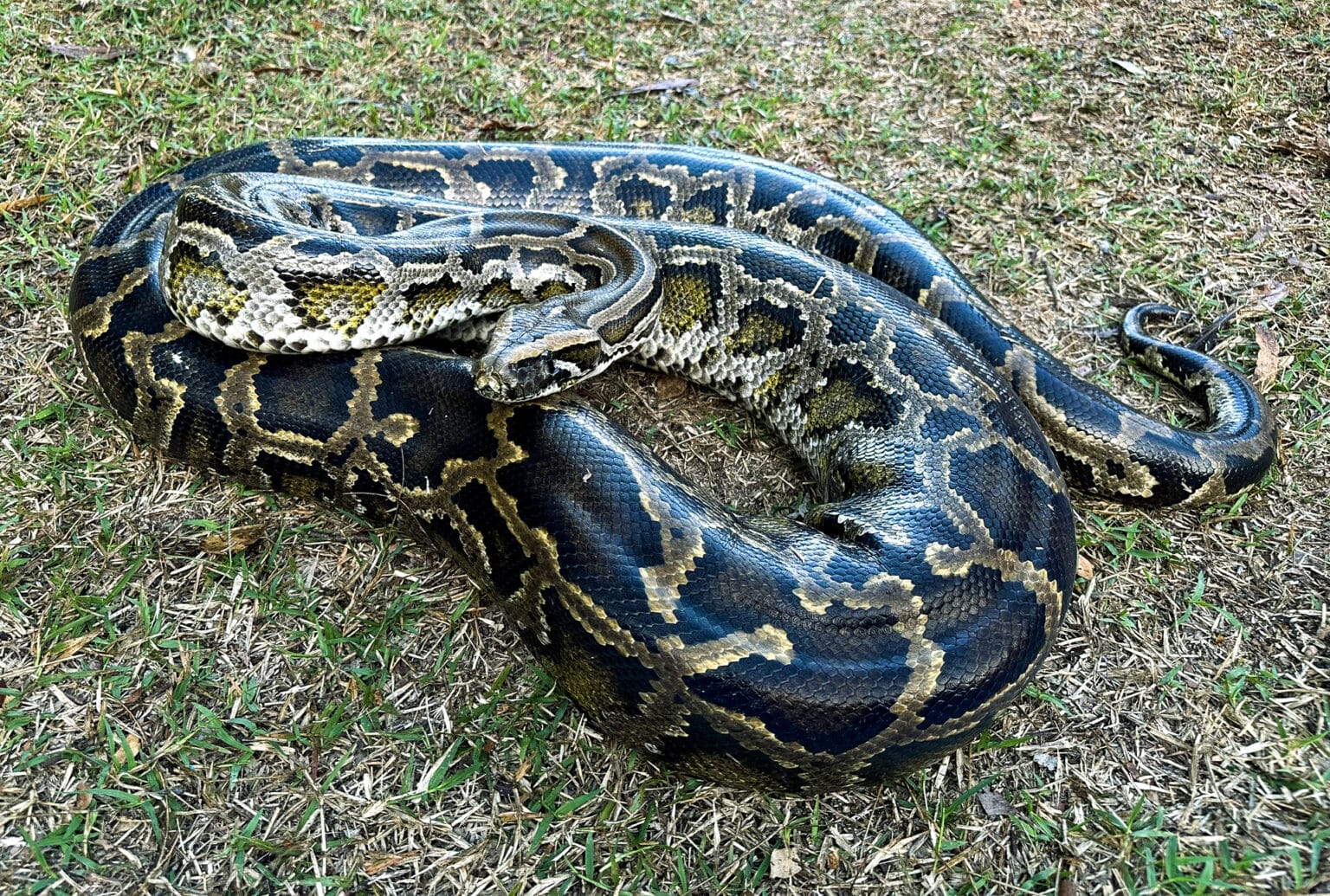 Burmese Python | Billabong Sanctuary