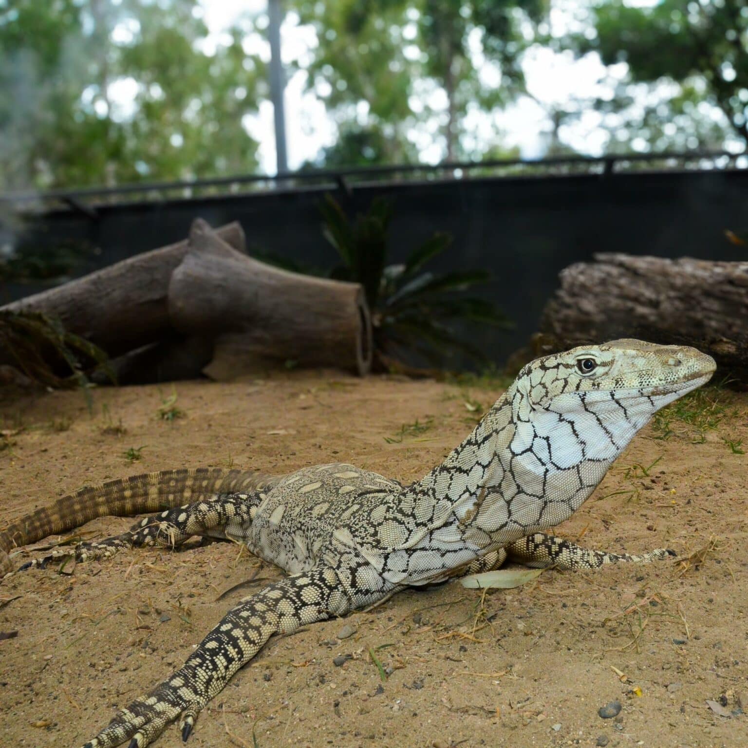 Discover the Fascinating World of Australia's Perentie